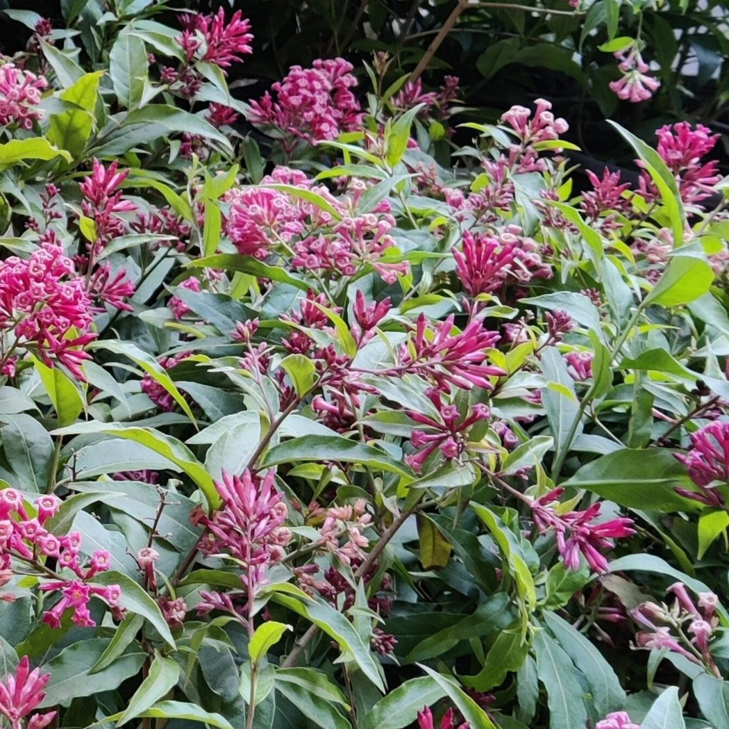 Red Cestrum - Mashtal Garden Centers