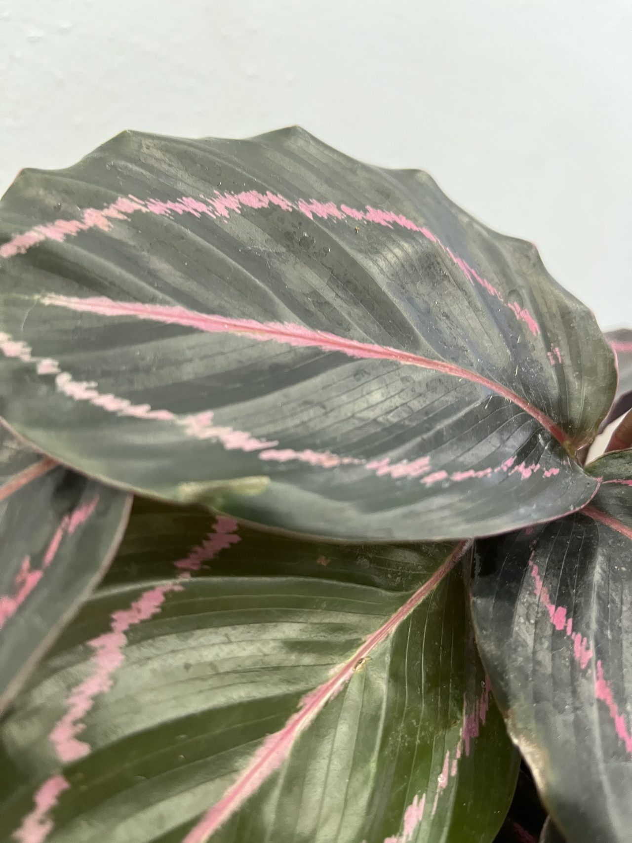 Rose Painted Calathea - Mashtal Garden Centers