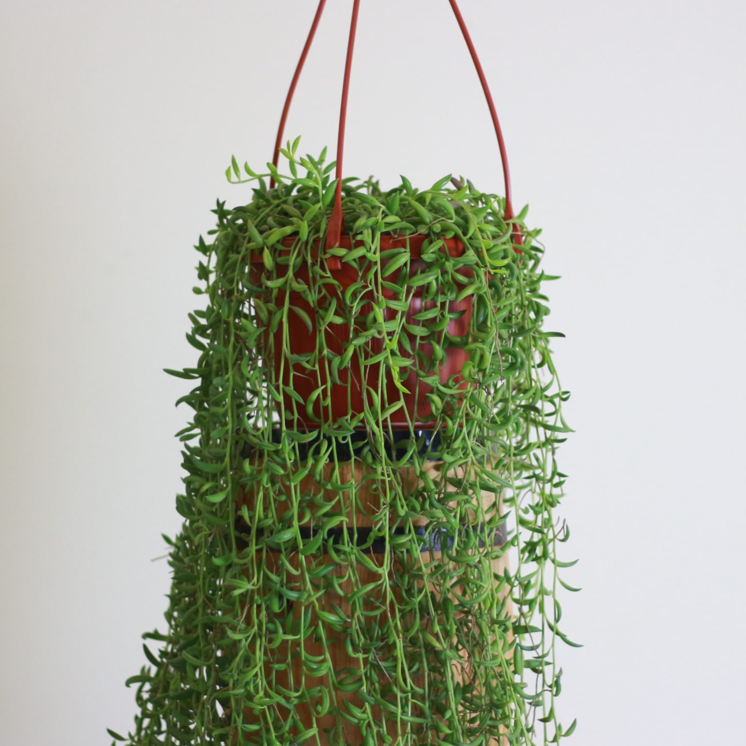 String of Bananas - Mashtal Garden Centers