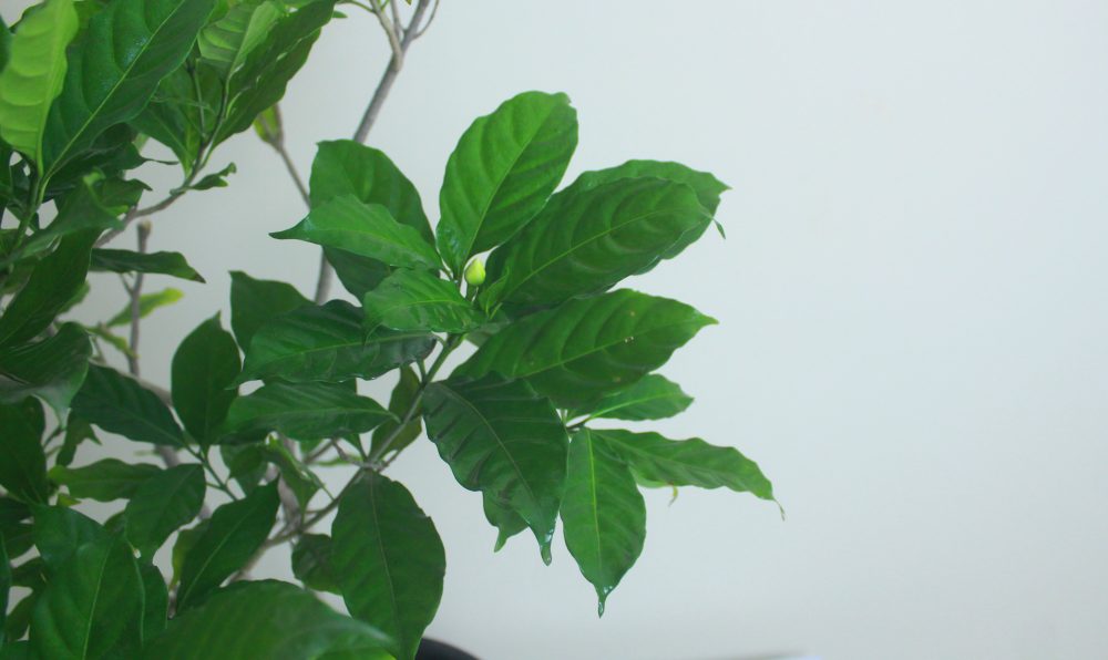 Pinwheel Flower "Taberna" - Mashtal Garden Centers