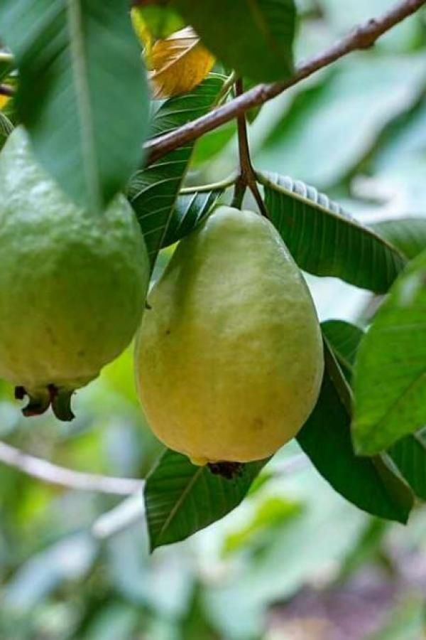 Guava - Mashtal Garden Centers