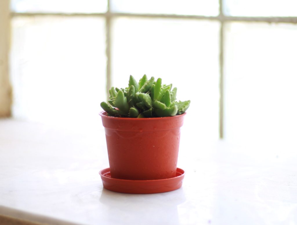 Tiger Jaws - Mashtal Garden Centers