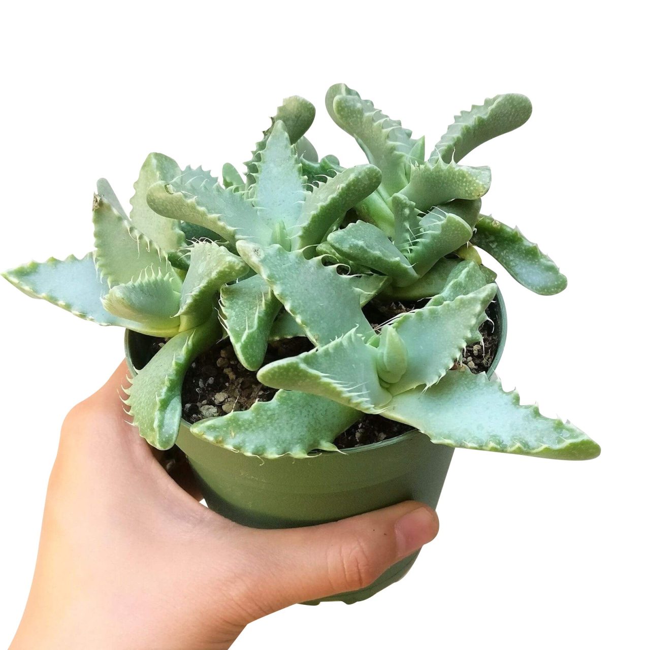 Tiger Jaws - Mashtal Garden Centers