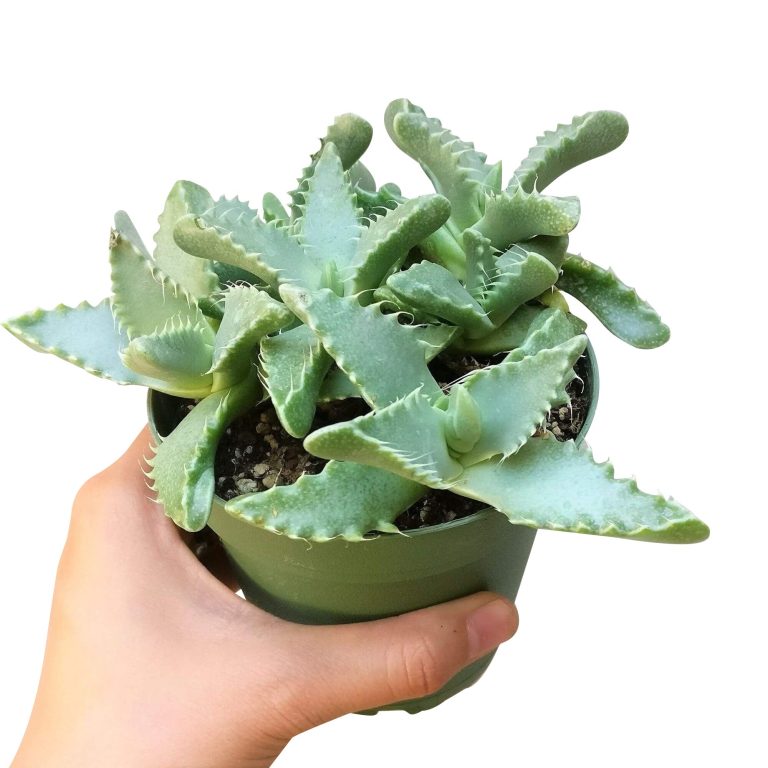 Mashtal Garden Centers - For all your gardening needs.