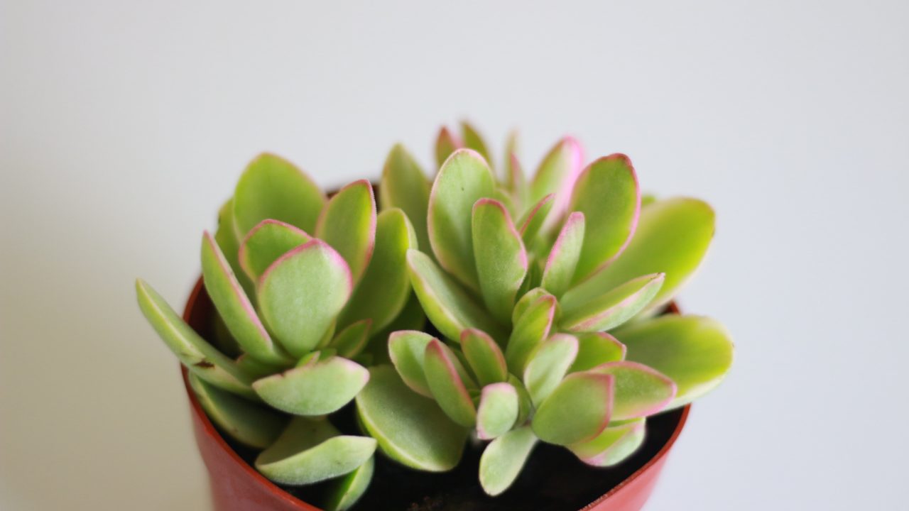 Variegated Jade Plant - Mashtal Garden Centers