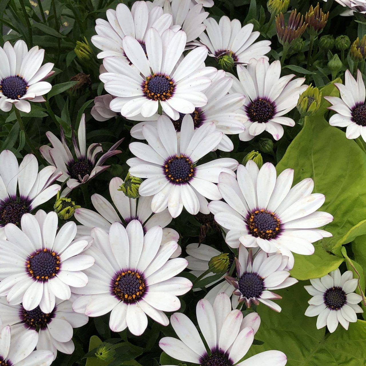 African Daisy - Mashtal Garden Centers