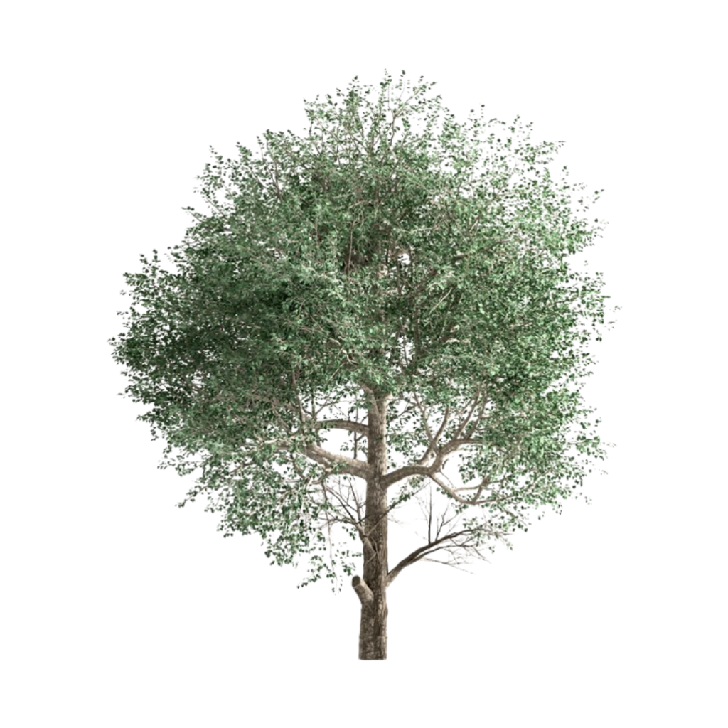 White Poplar - Mashtal Garden Centers