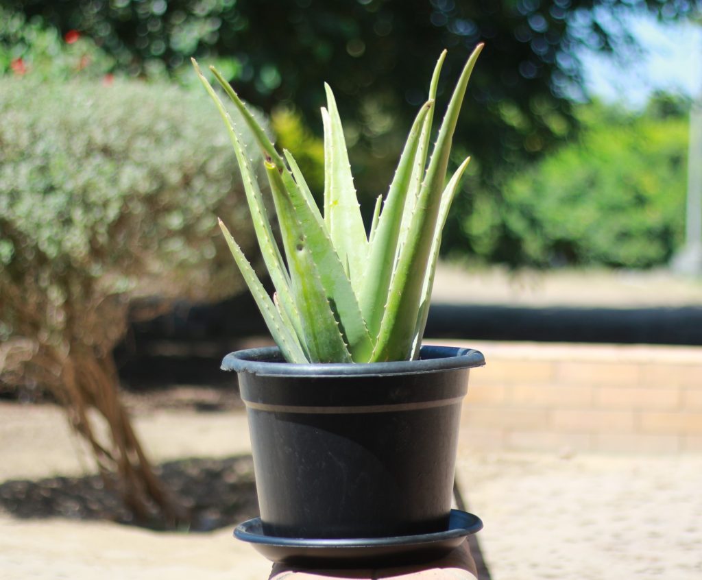 Aloe Vera - Mashtal Garden Centers