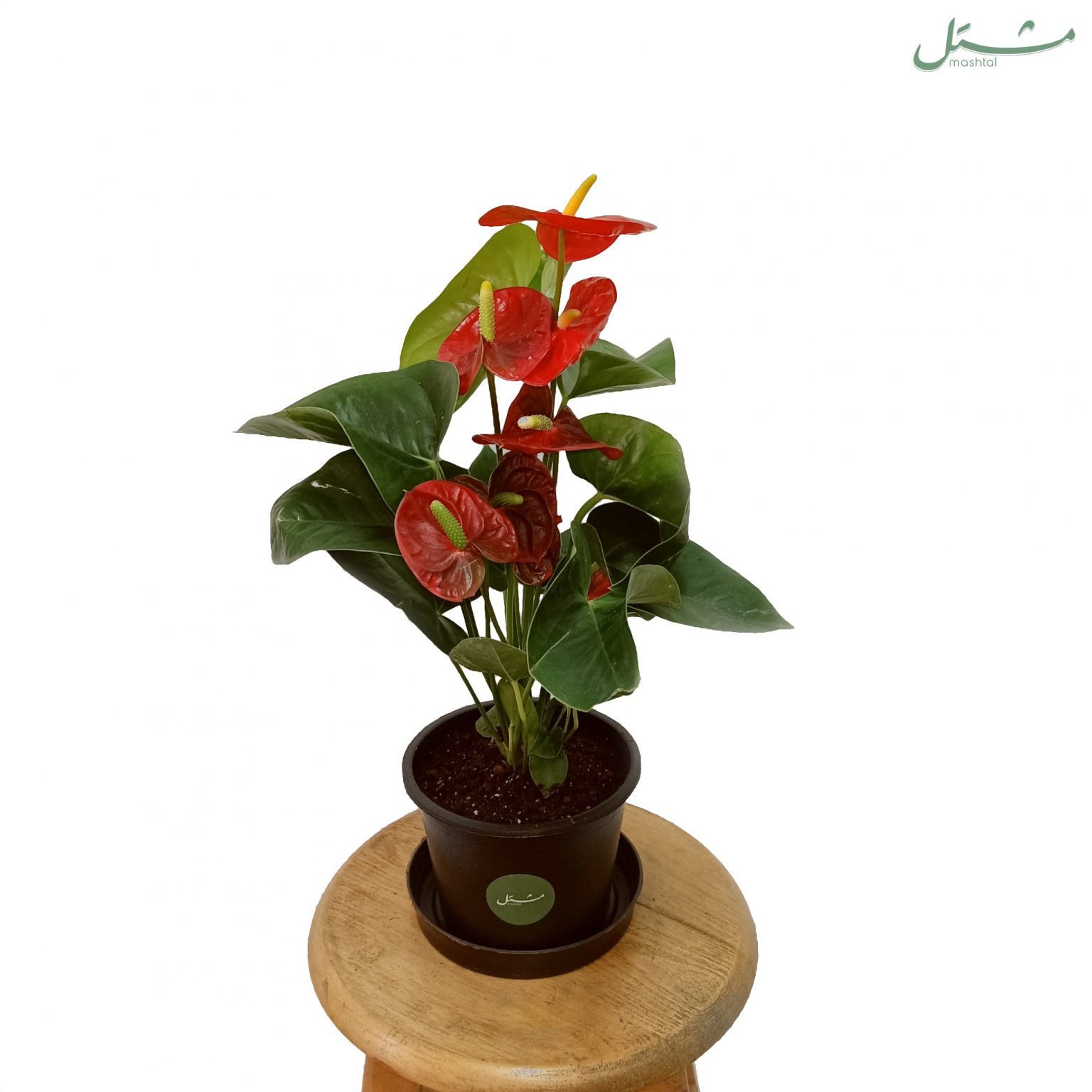 Scrambled Egg Tree - Mashtal Garden Centers