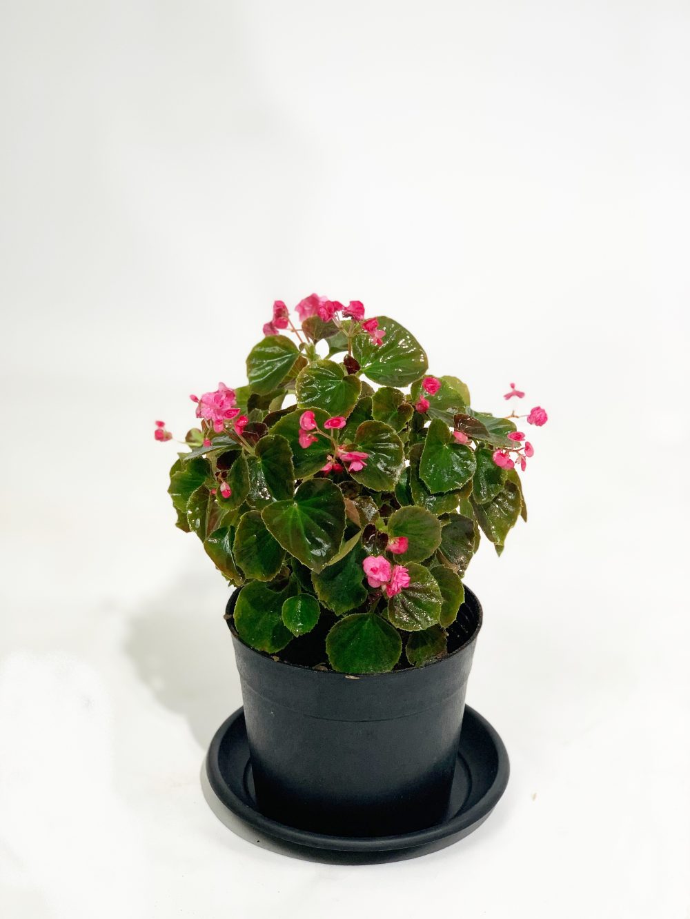 Begonia - Mashtal Garden Centers