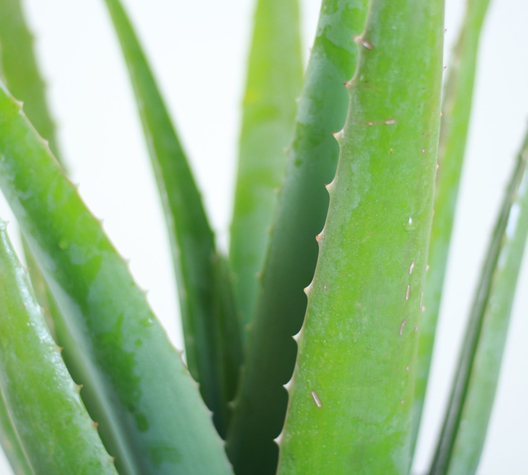 Aloe Vera - Mashtal Garden Centers