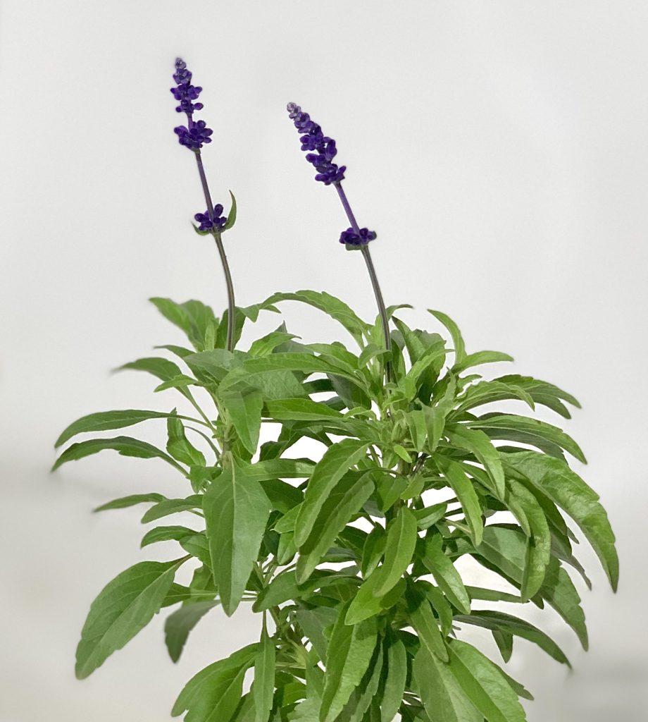 Blue Sage - Mashtal Garden Centers