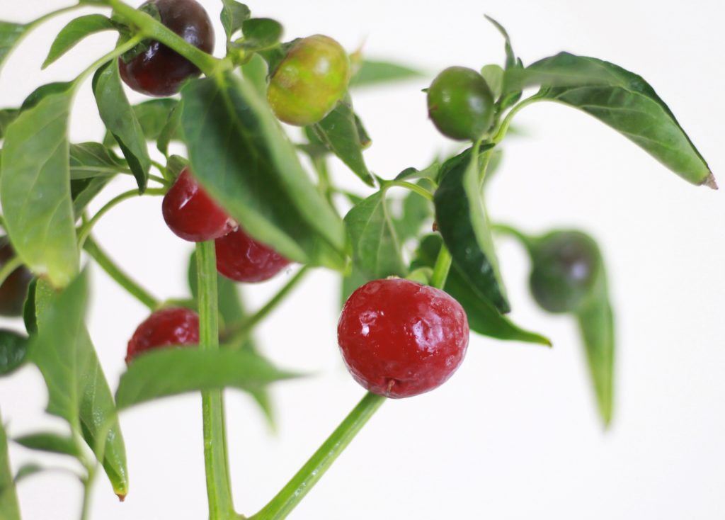Cherry Pepper - Mashtal Garden Centers