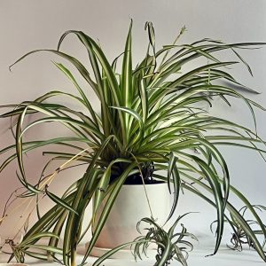 Wavy Pot - Mashtal Garden Centers