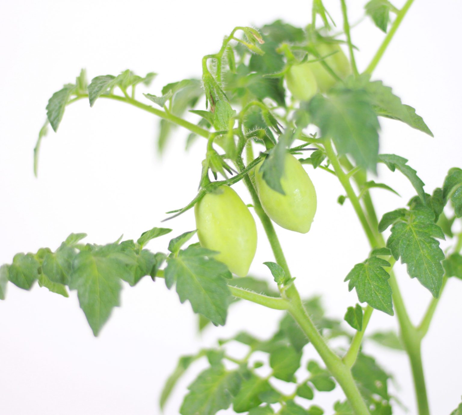 Dwarf Plum Tomato - Mashtal Garden Centers