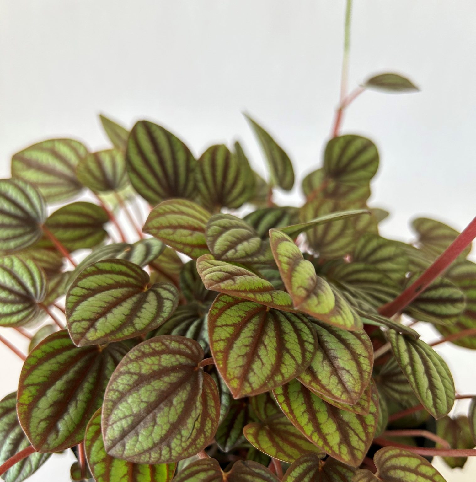 Emerald Ripple Peperomia - Mashtal Garden Centers