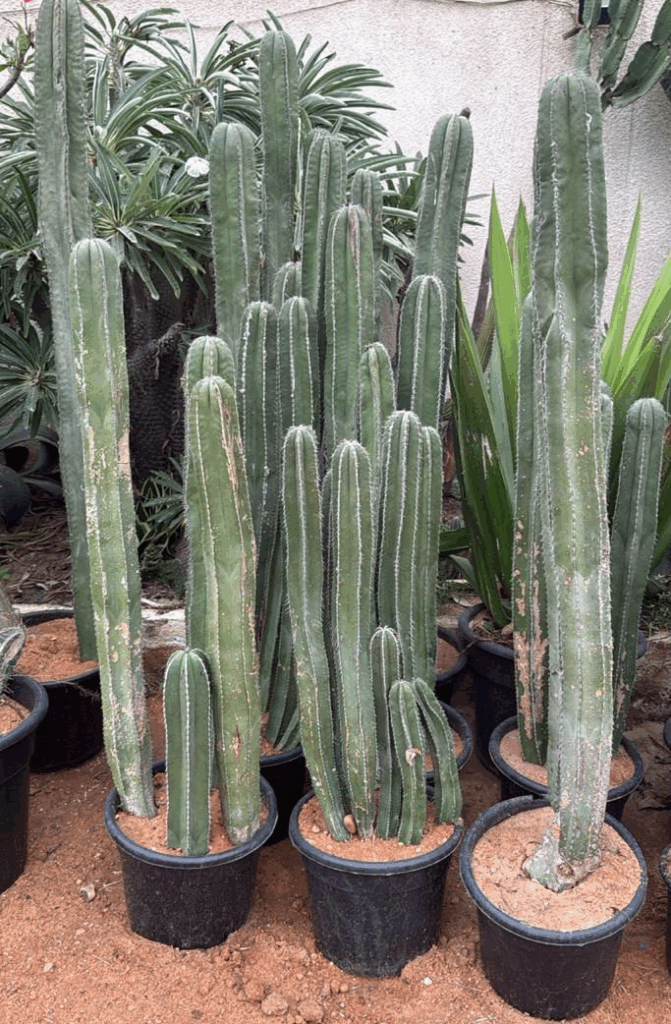 Fence Post Cactus - Mashtal Garden Centers