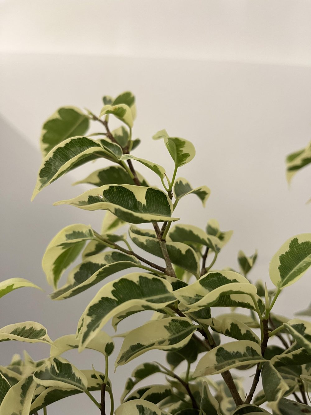 Ficus Hawaii - Mashtal Garden Centers