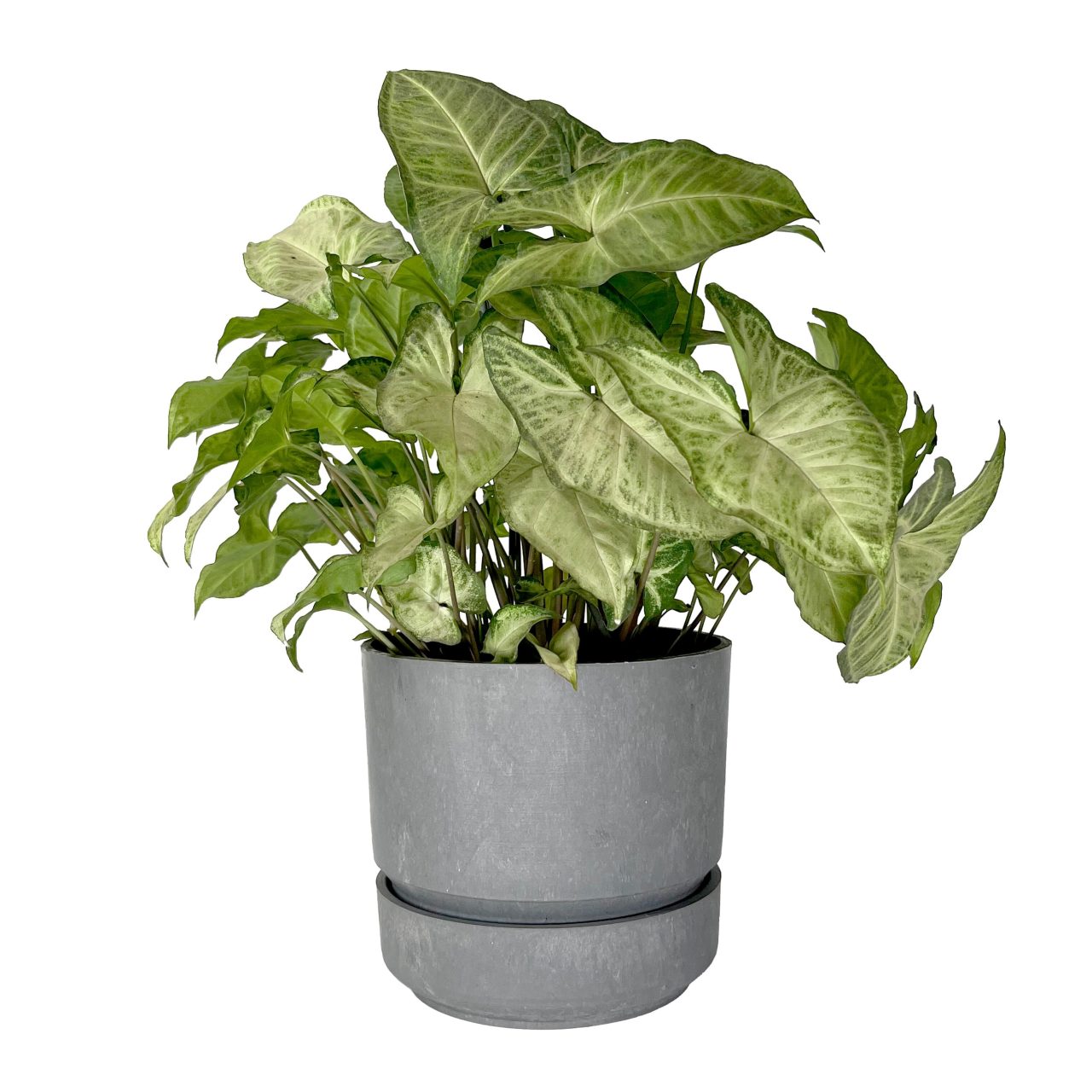 Grey Cylinder Pot - Mashtal Garden Centers