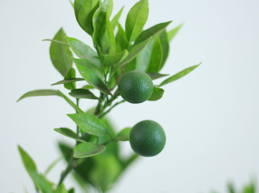 برتقال - مشتل