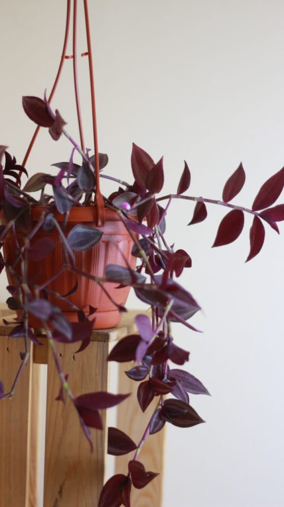 Inch Plant - Mashtal Garden Centers