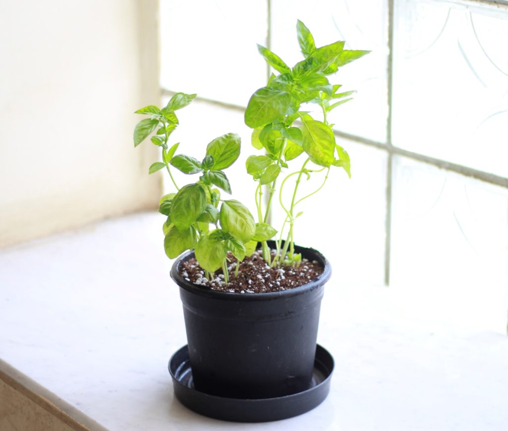 Italian Basil - Mashtal Garden Centers