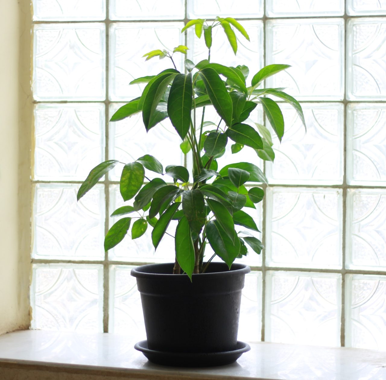 Australian Umbrella Tree - مشتل