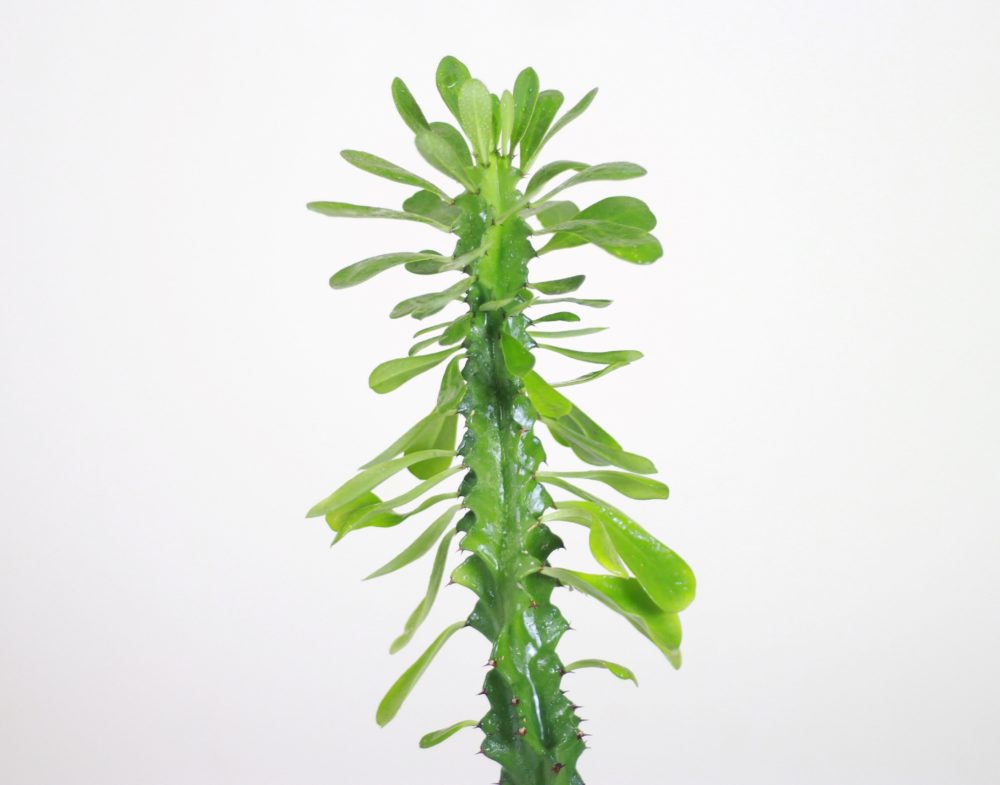 Chocolate Drop Cactus - Mashtal Garden Centers