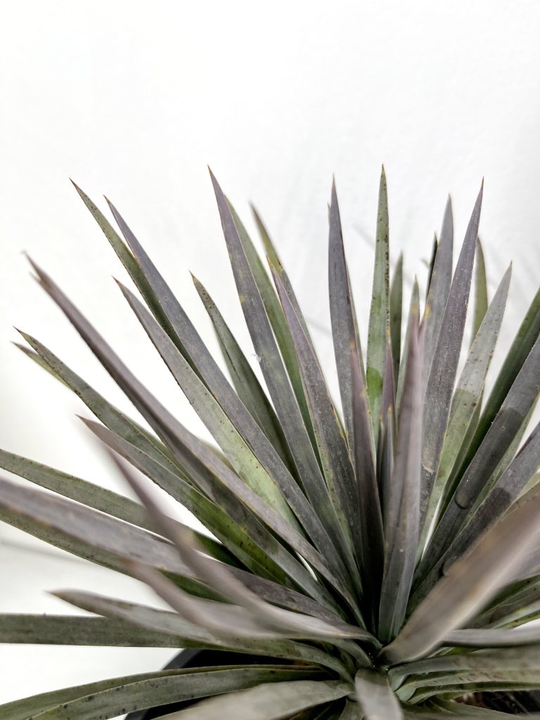 صبار الأناناس - مشتل