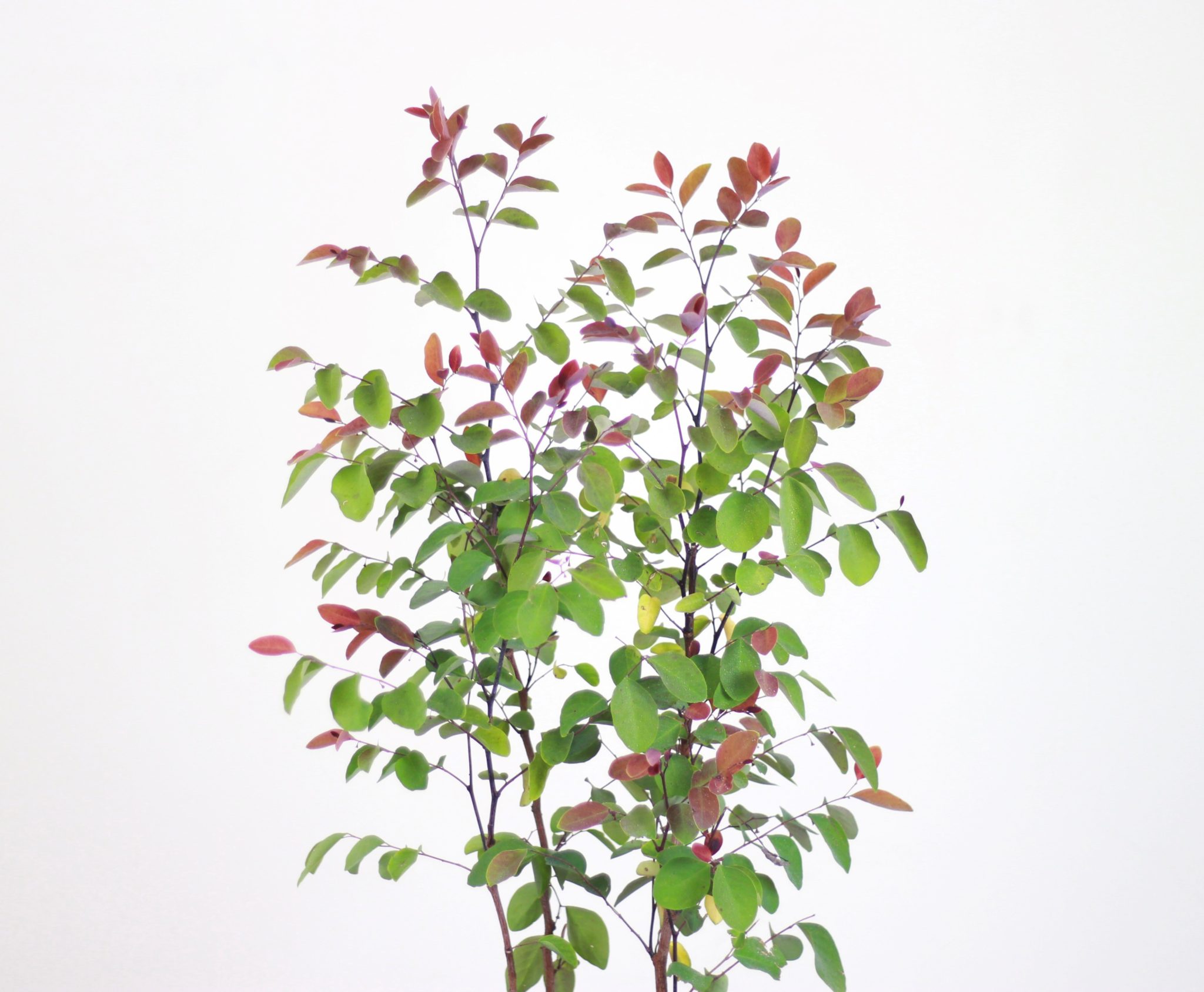 Red Snowbush - Mashtal Garden Centers