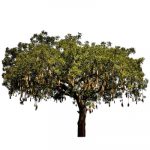 Trees - Mashtal Garden Centers