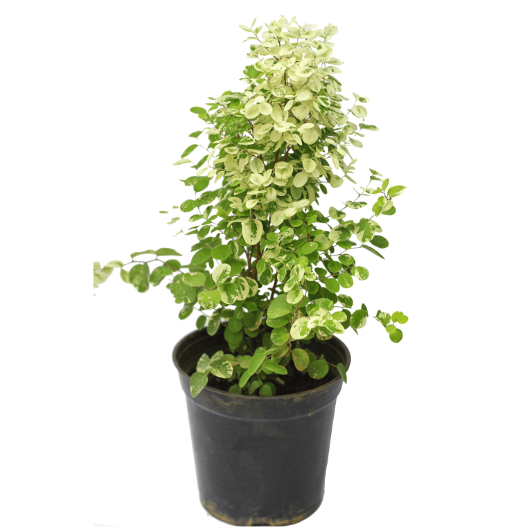 Snowbush - Mashtal Garden Centers