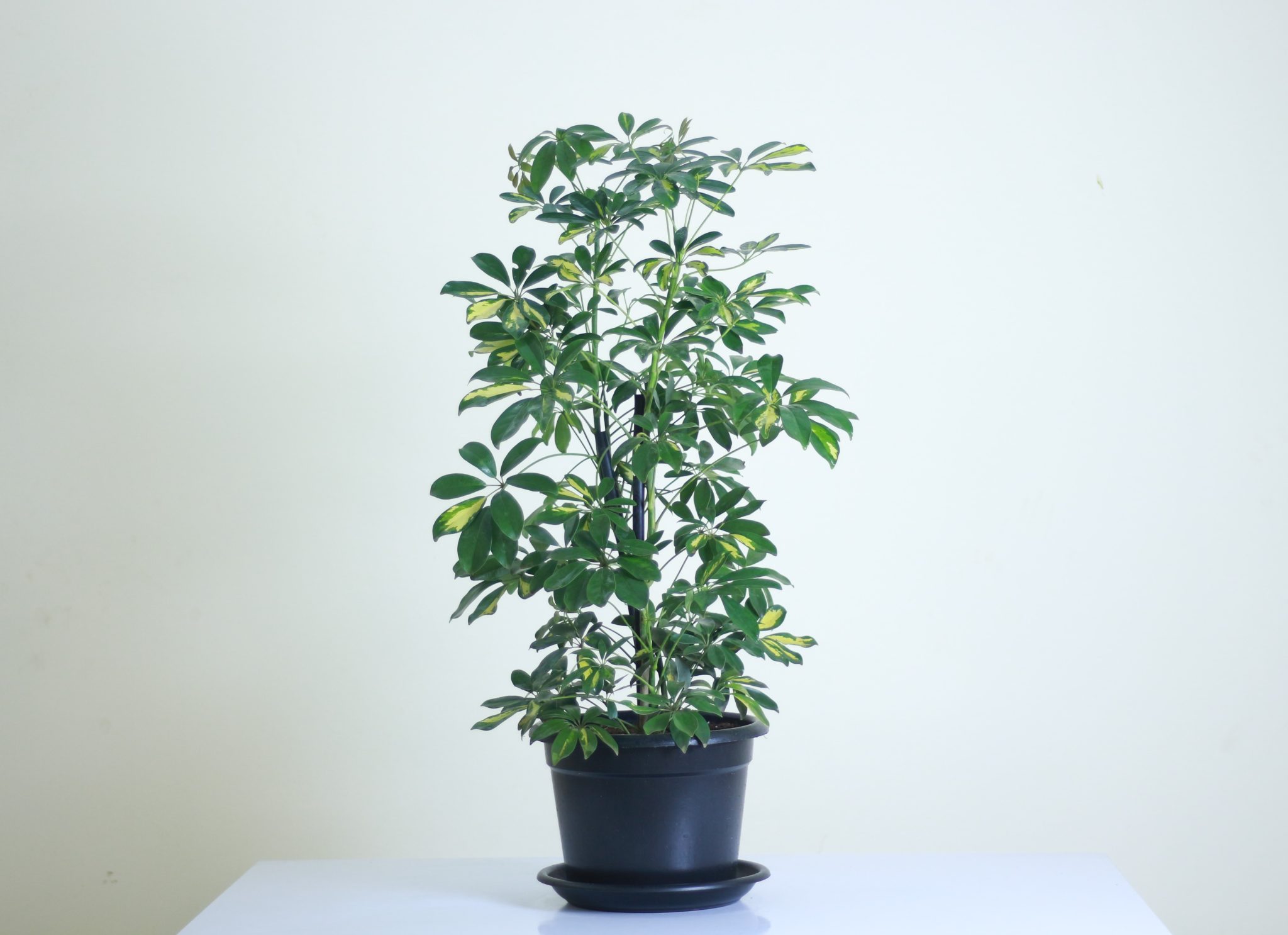 Umbrella Tree - Mashtal Garden Centers