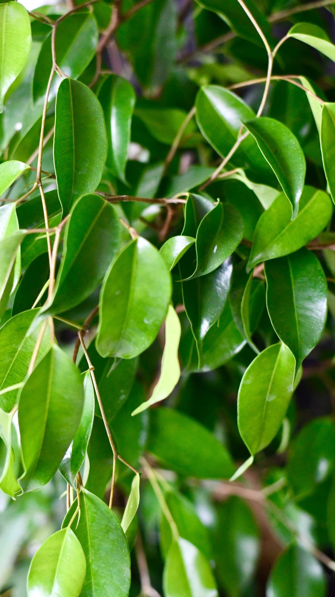 Weeping Fig - Mashtal Garden Centers