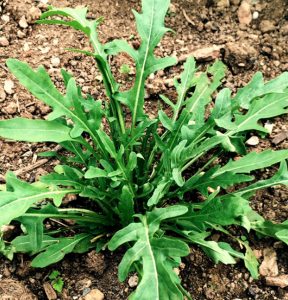 Rucola 'Wild rocket' - Harraz - Mashtal Garden Centers