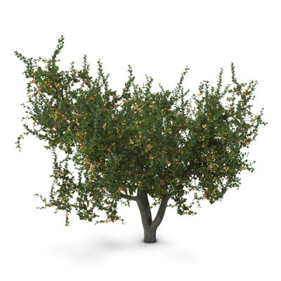 Apricot - Mashtal Garden Centers