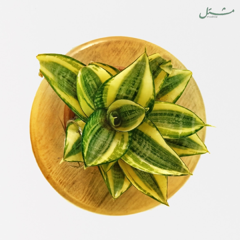 Golden Hahnii - Mashtal Garden Centers