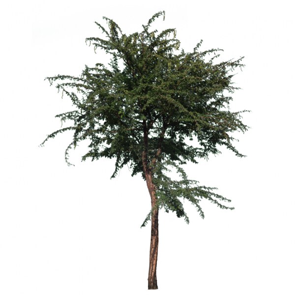 Gum Arabic Tree - Mashtal Garden Centers