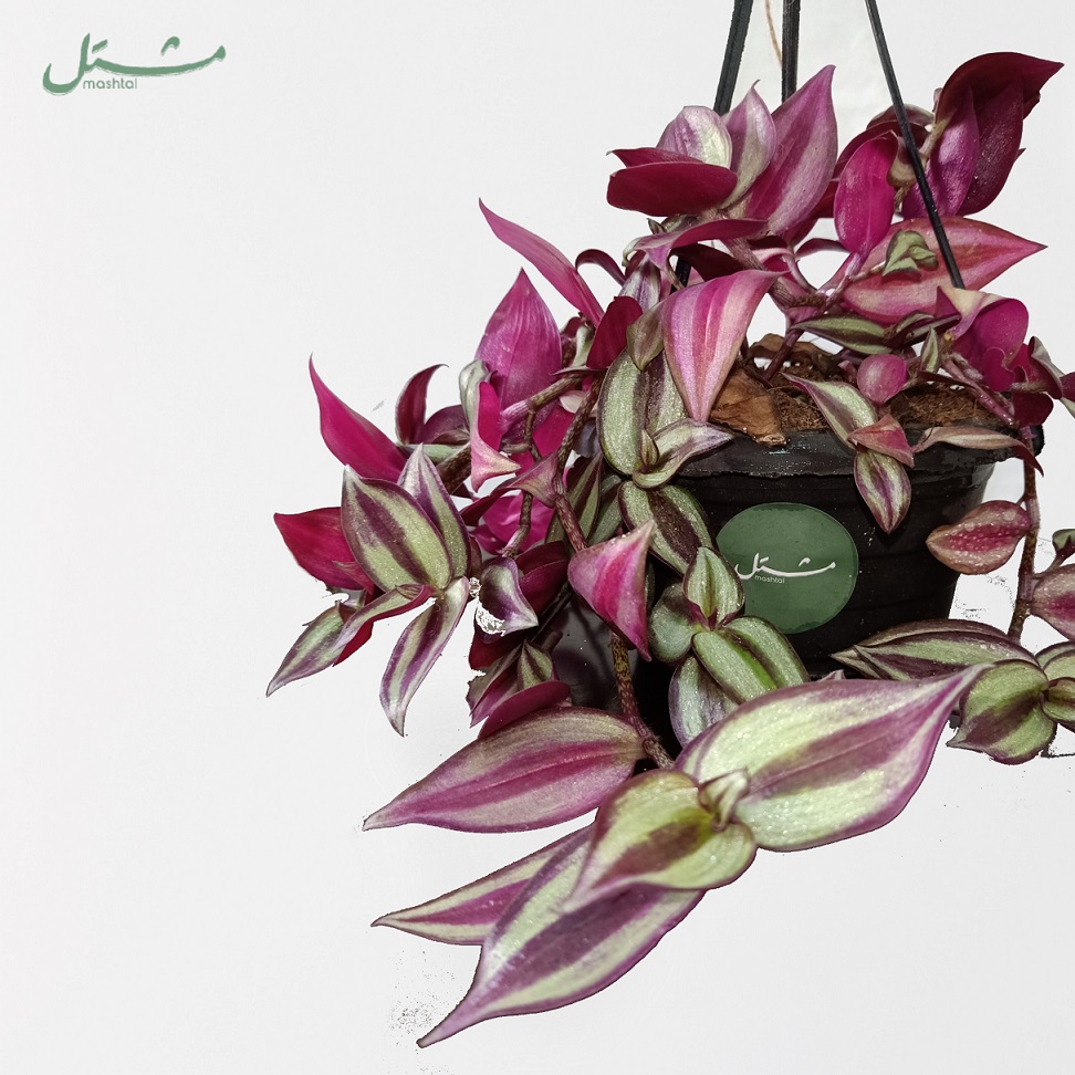 Inch Plant - Mashtal Garden Centers