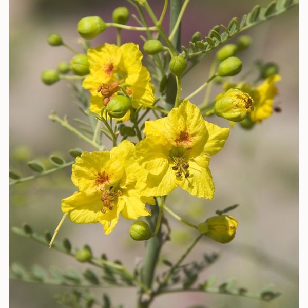 Jerusalem Thorn - Mashtal Garden Centers