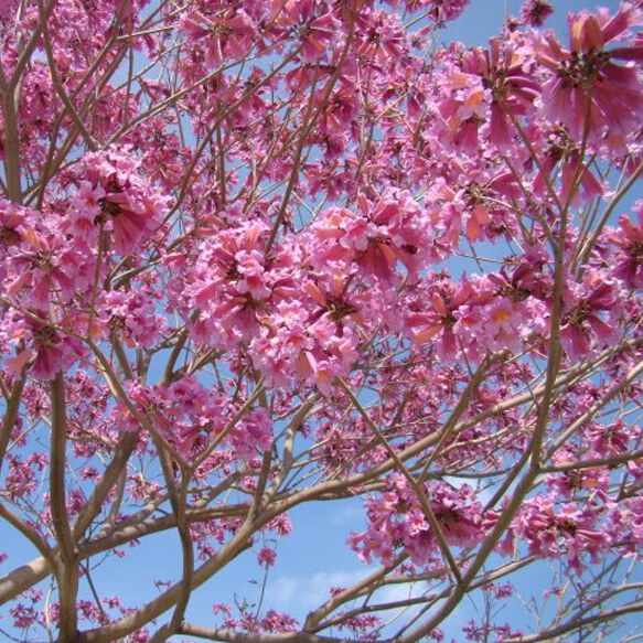 Orchid-Tree - Mashtal Garden Centers