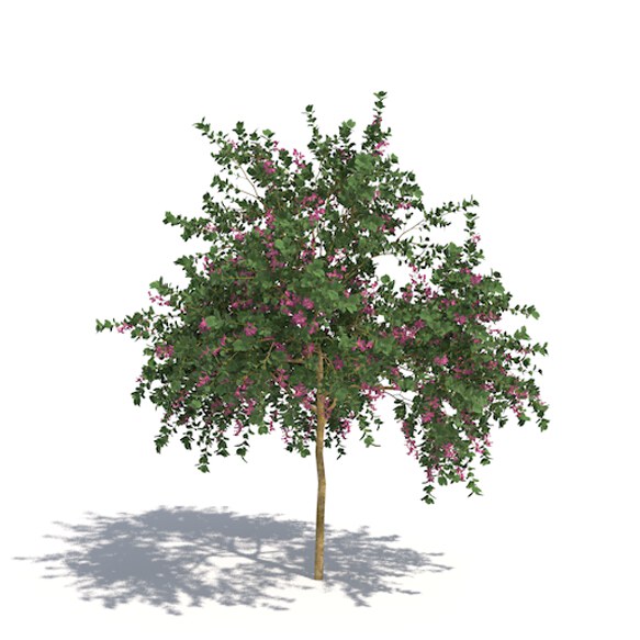 Orchid-Tree - Mashtal Garden Centers